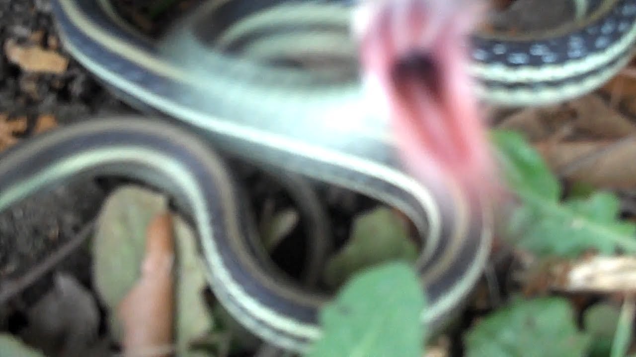baby snake strikes camera 4 times - snake identification - YouTube