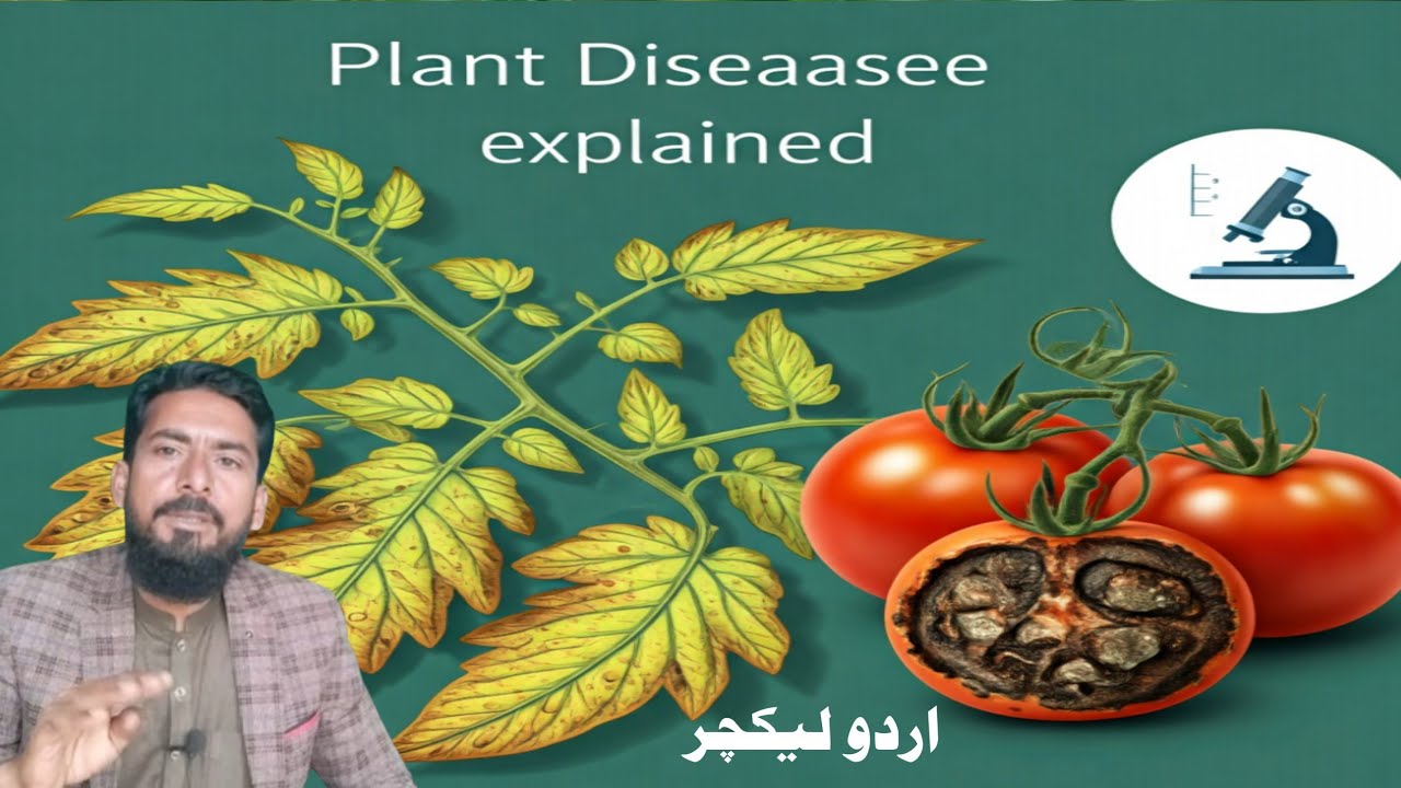 Understanding Classification and Common Plant diseases || Plant ...