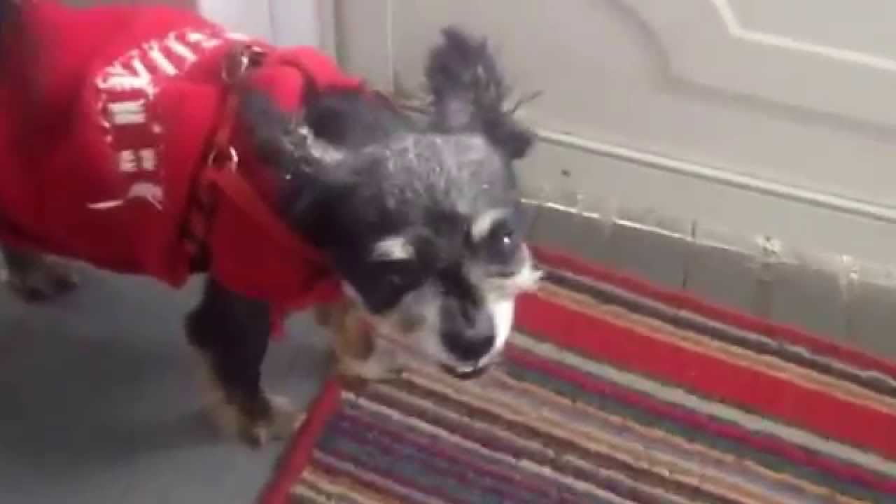 Toby.... The dog - YouTube