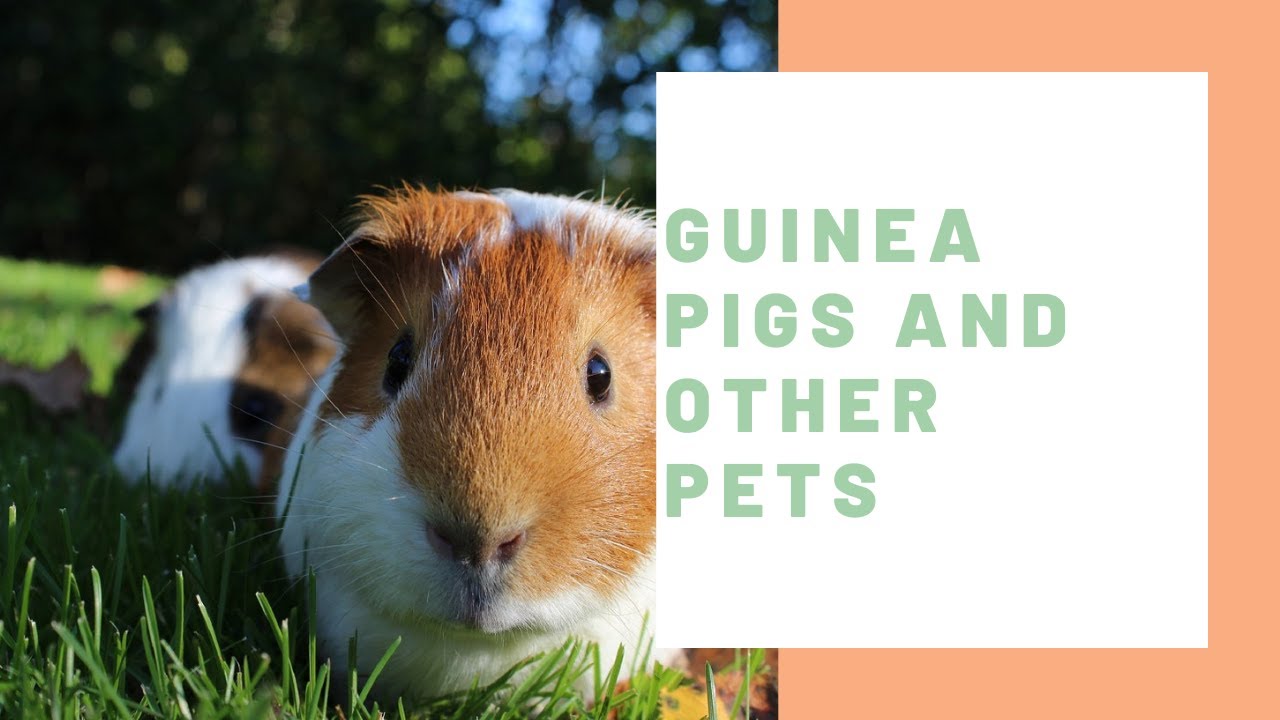 Guinea Pigs and Other Pets - Guinea Pig Center - YouTube