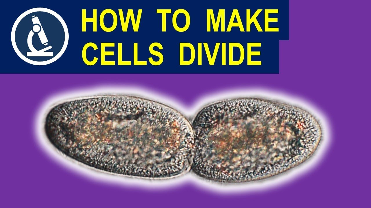 How To Prepare Cells To See Their Divisions Under Microscope 173 how-to-prepare-cells-to-see-their-divisions-under-microscope-173