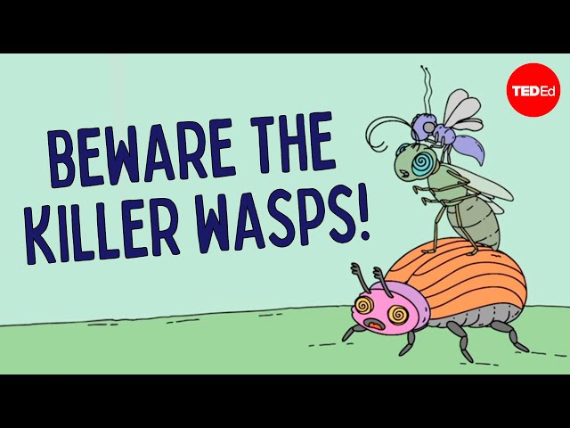 The bizarre world of parasitic wasps - Miles Zhang - Videos For Kids