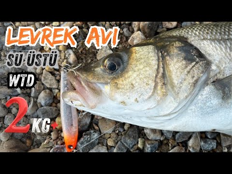 LEVREK YAKINDA !.. 2 Kg Üzeri Kıyıdan Su Üstü WTD Levrek Avı / At çek Spin Lrf Balık Avı