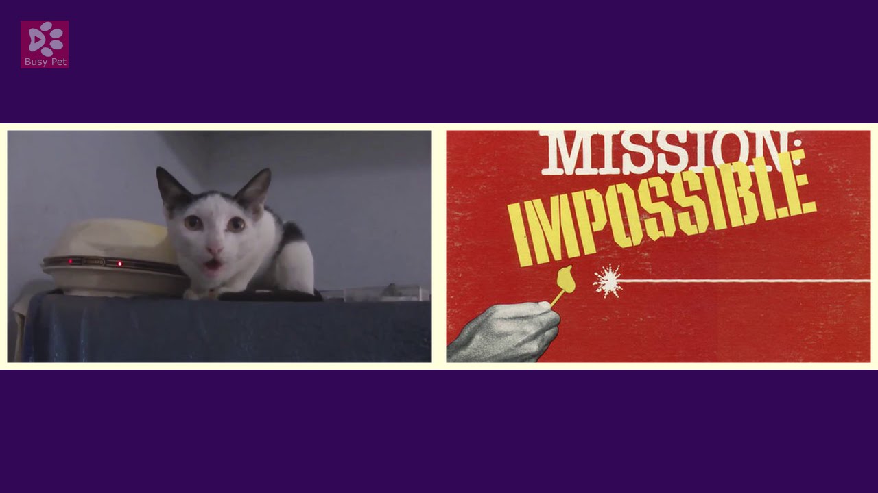 Cats Meowing MISSION IMPOSSIBLE (short excerpt) [Movie Theme Song ...