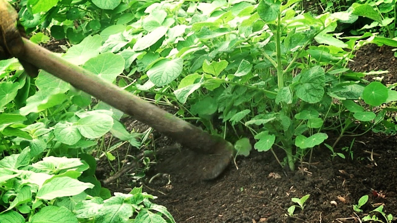 Cultivo de la Patata: Aporcar Papas - YouTube