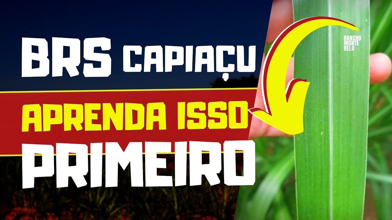 Características do Capim Elefante BRS Capiaçu - O guia completo - YouTube