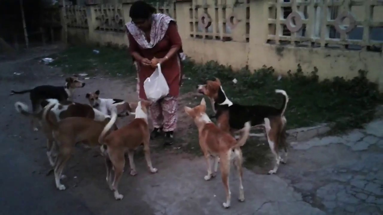 Feeding homeless street dogs. vlog2 - YouTube