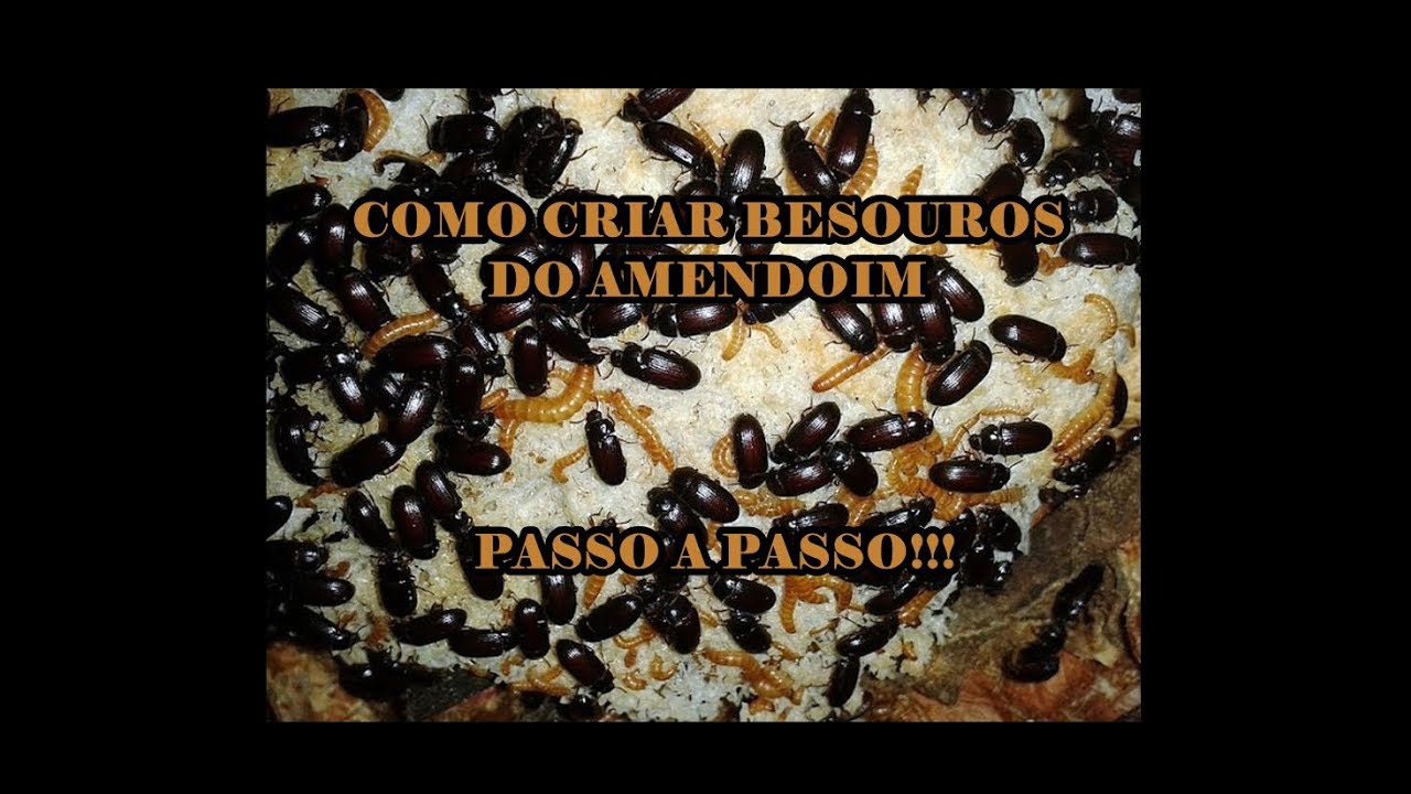 Como criar Besouros do amendoim Passo a Passo - YouTube