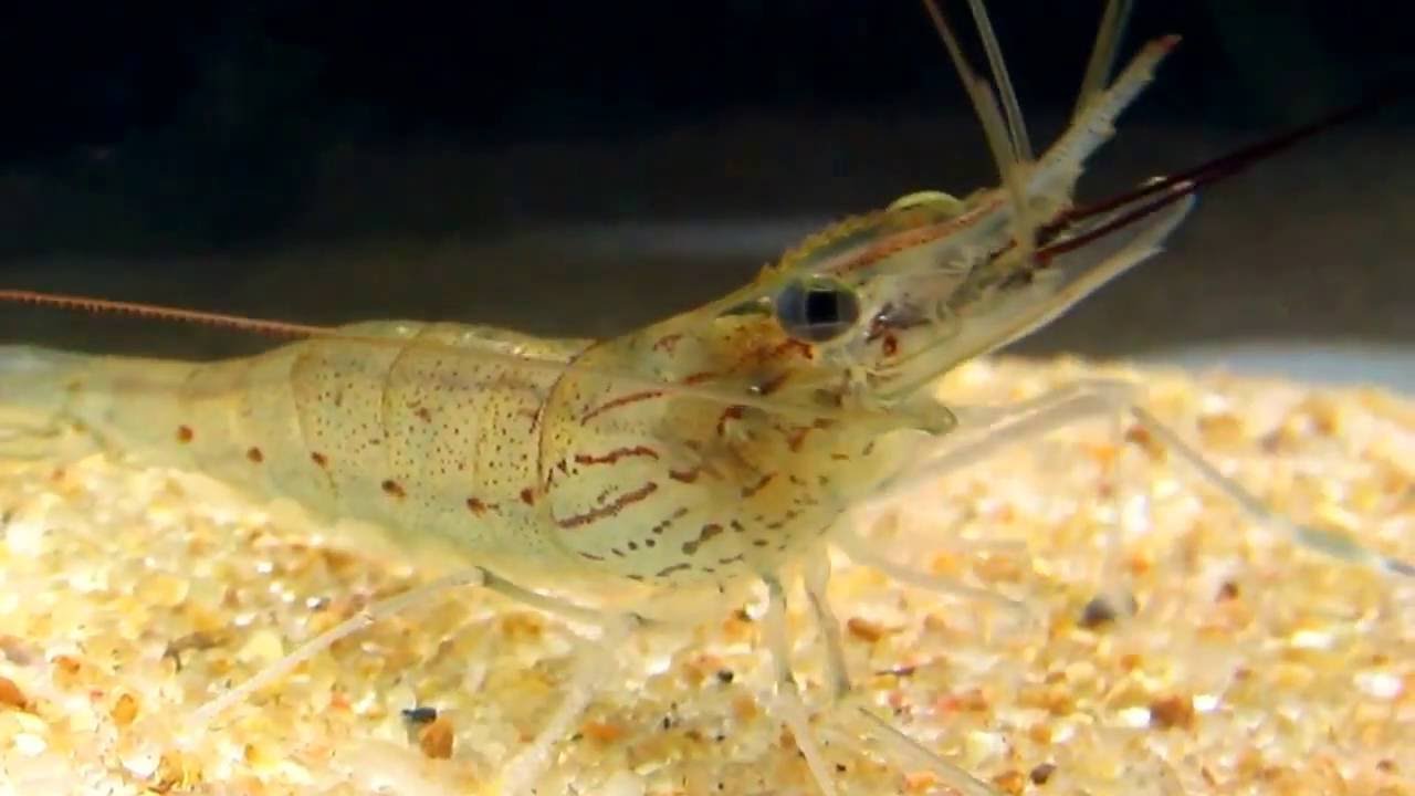 Macrobrachium rude (Red nose var) - YouTube