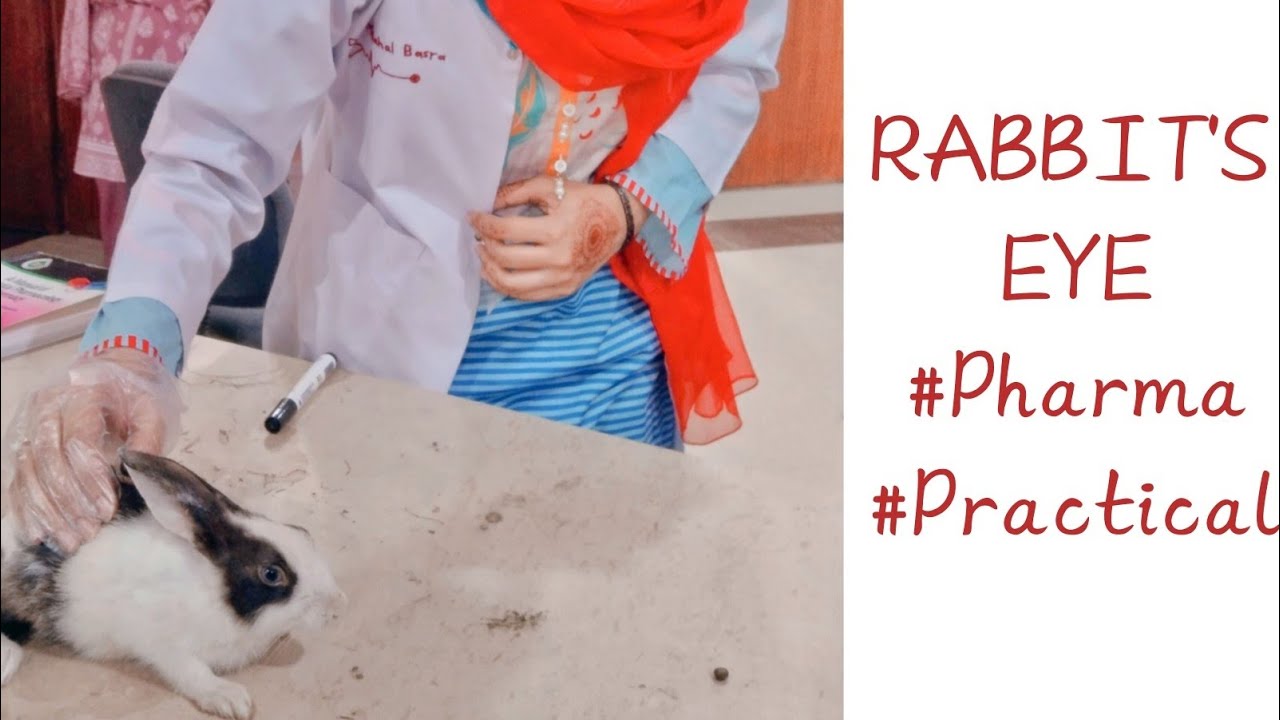 Rabbit's Eye Practicals for OSPE #pharmacology #3rd year #mbbs #uhs ...
