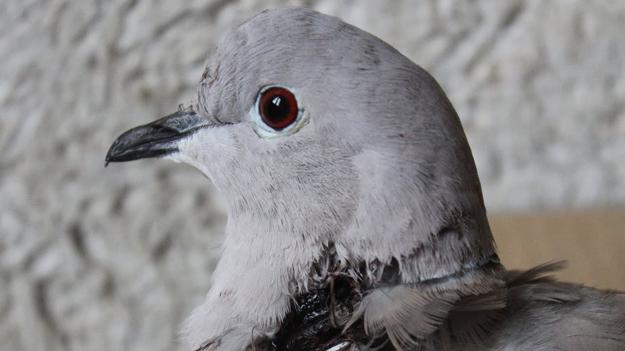 Wild Dove Rescued from Hawk First Aid & Emergency Feeding Rescate ...