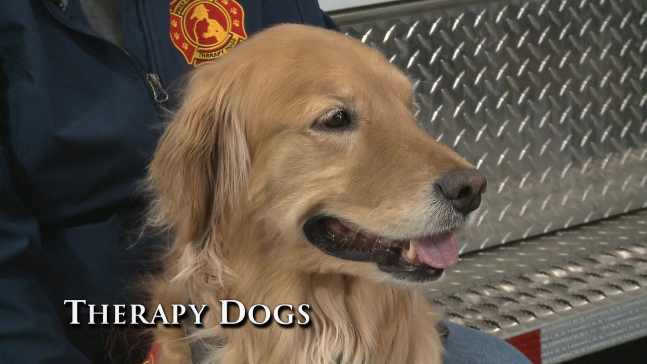 PTSD Treatments and Therapies - Therapy Dogs - YouTube