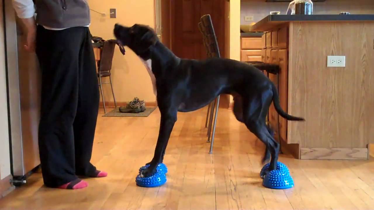 Balance Pods, Generalization with trainer's position - YouTube