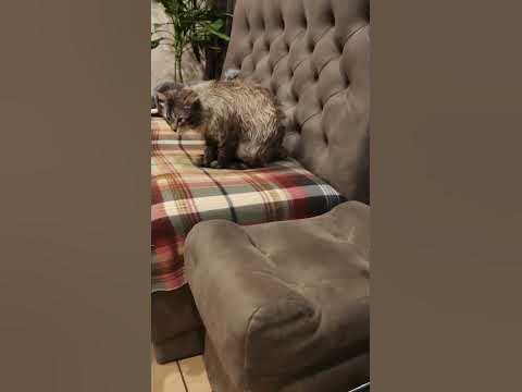 Кошачья жизнь - YouTube
