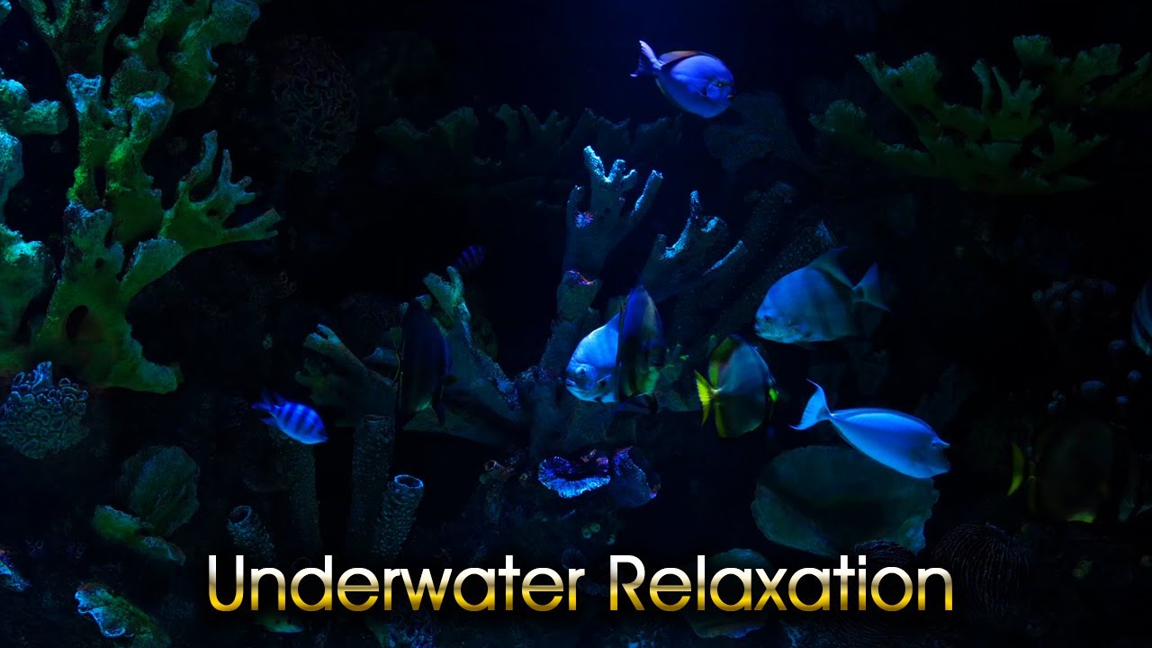 Underwater Relaxing Sounds - Calm Music - Relaxing Music - Stress ...