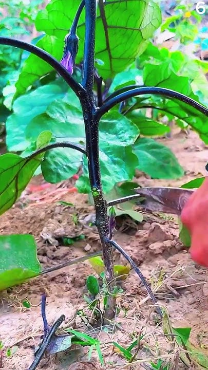 Solusi Terbaik Sangat Tepat Efektif Untuk Memotong Tangkai Pohon Terong Agar Berbuah Bagus # ...