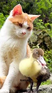 "Unlikely Friends: Cat & Duckling's Adorable Adventures!" - YouTube