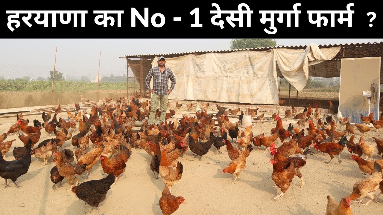 0 बजट में देसी मुर्गा फार्म II Low cost desi murga Farm II Poultry Farm ...