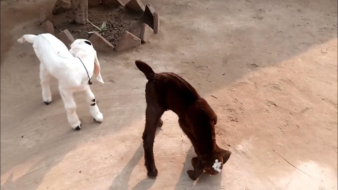"Caprine Capers: Playful Escapades of Two Adorable Baby Goats! 🐐💕 - YouTube