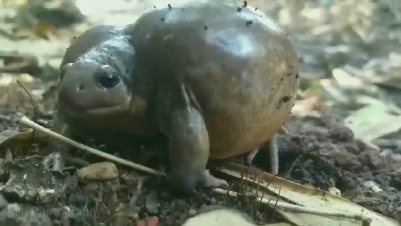 Indian balloon frog - YouTube