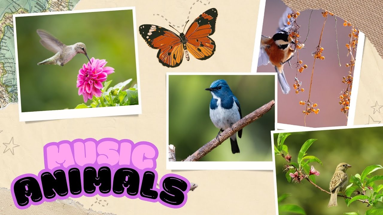 Relaxing music and animals - Birds and flowers - small animals - YouTube