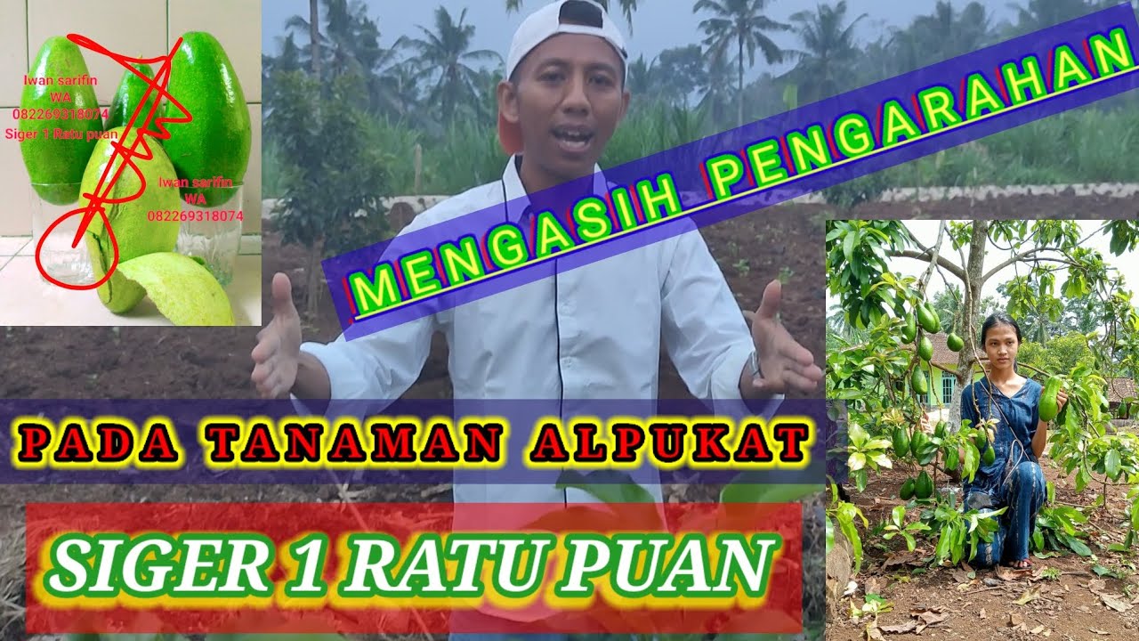 MENGASIH PENGARAHAN PADA TANAMAN ALPUKAT SIGER 1 RATU PUAN - YouTube