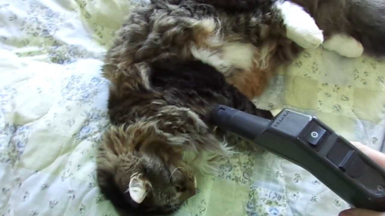 Vacuuming Maine coon rescue Jack - YouTube