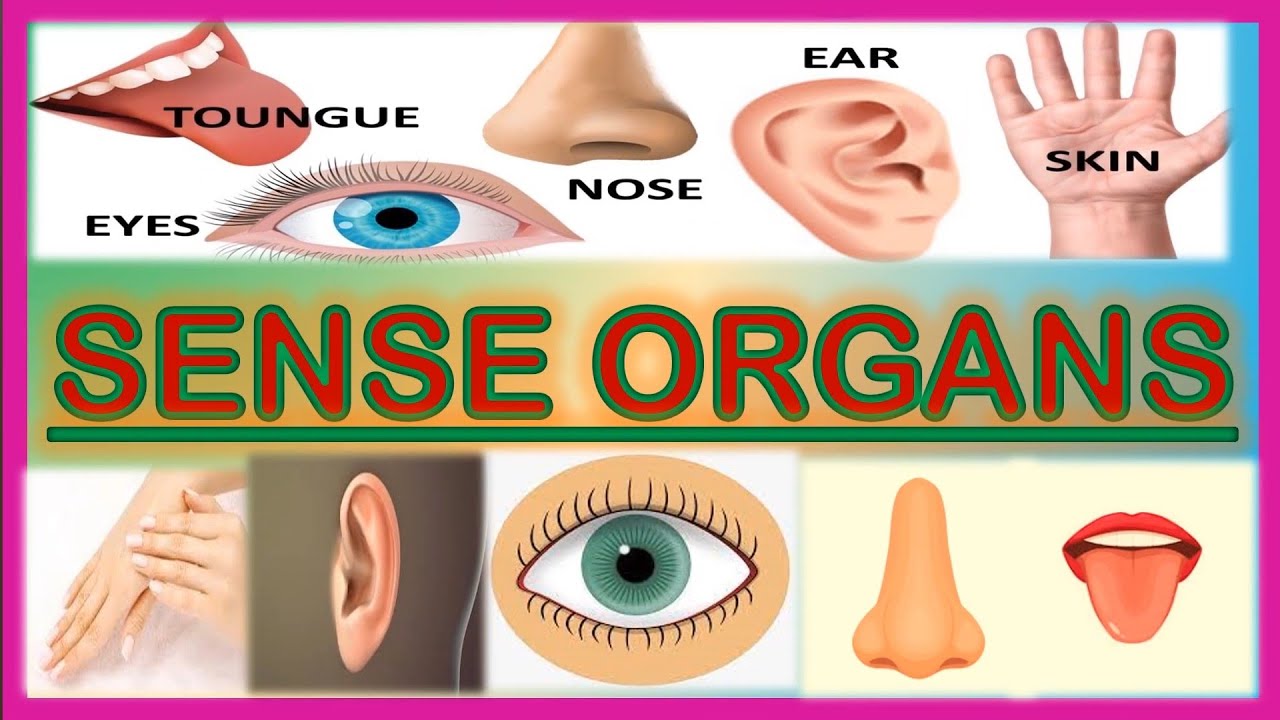 Sense organs # learn sense organs #learn #eyes #nose #tongue #skin #ear ...