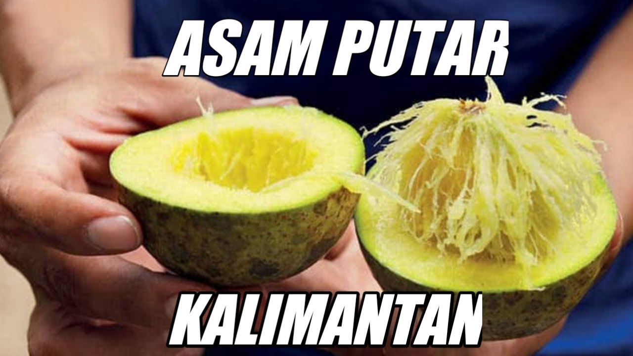 BUAH ASAM PUTAR KALIMANTAN - YouTube