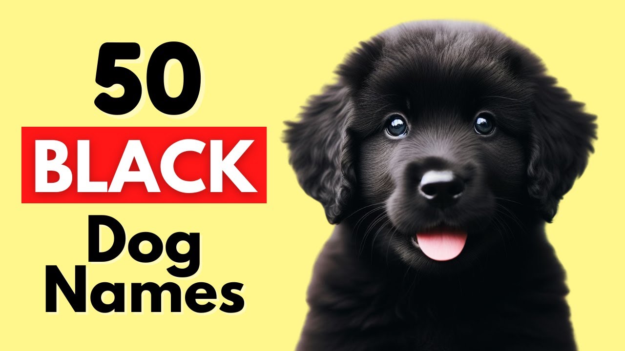 The Best Unique Black Dog Names With Meanings