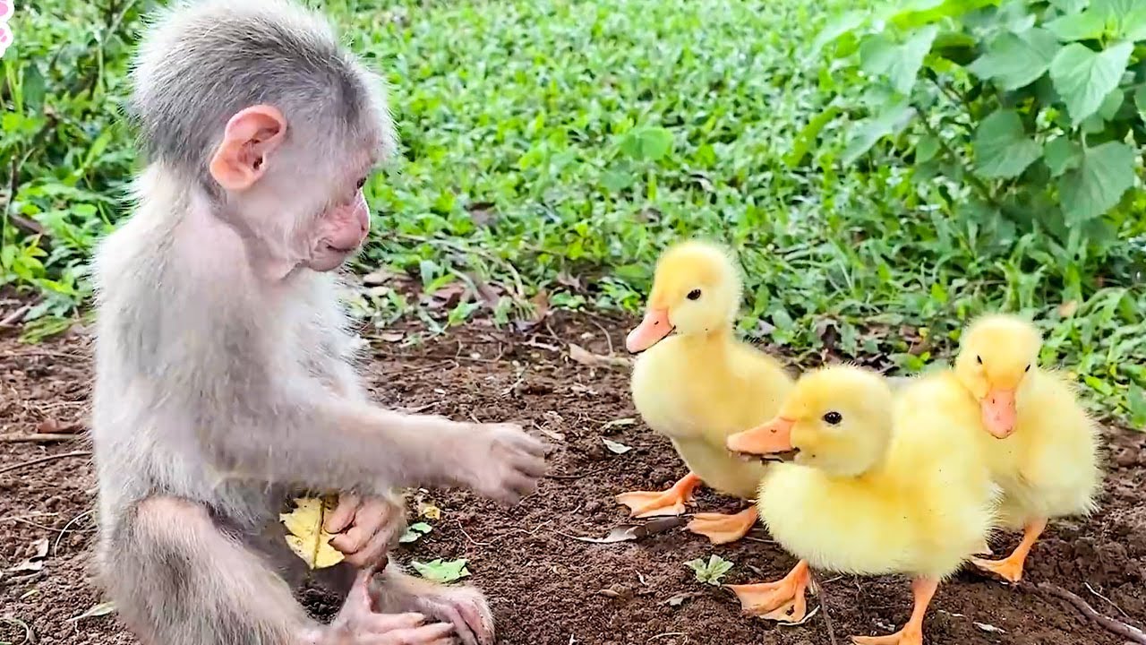 BiBi monkey digs worms for the ducklings to eat - YouTube