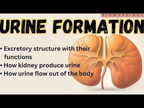 How urine is formed? || Urinary Organs and their functions|| Urinary ...