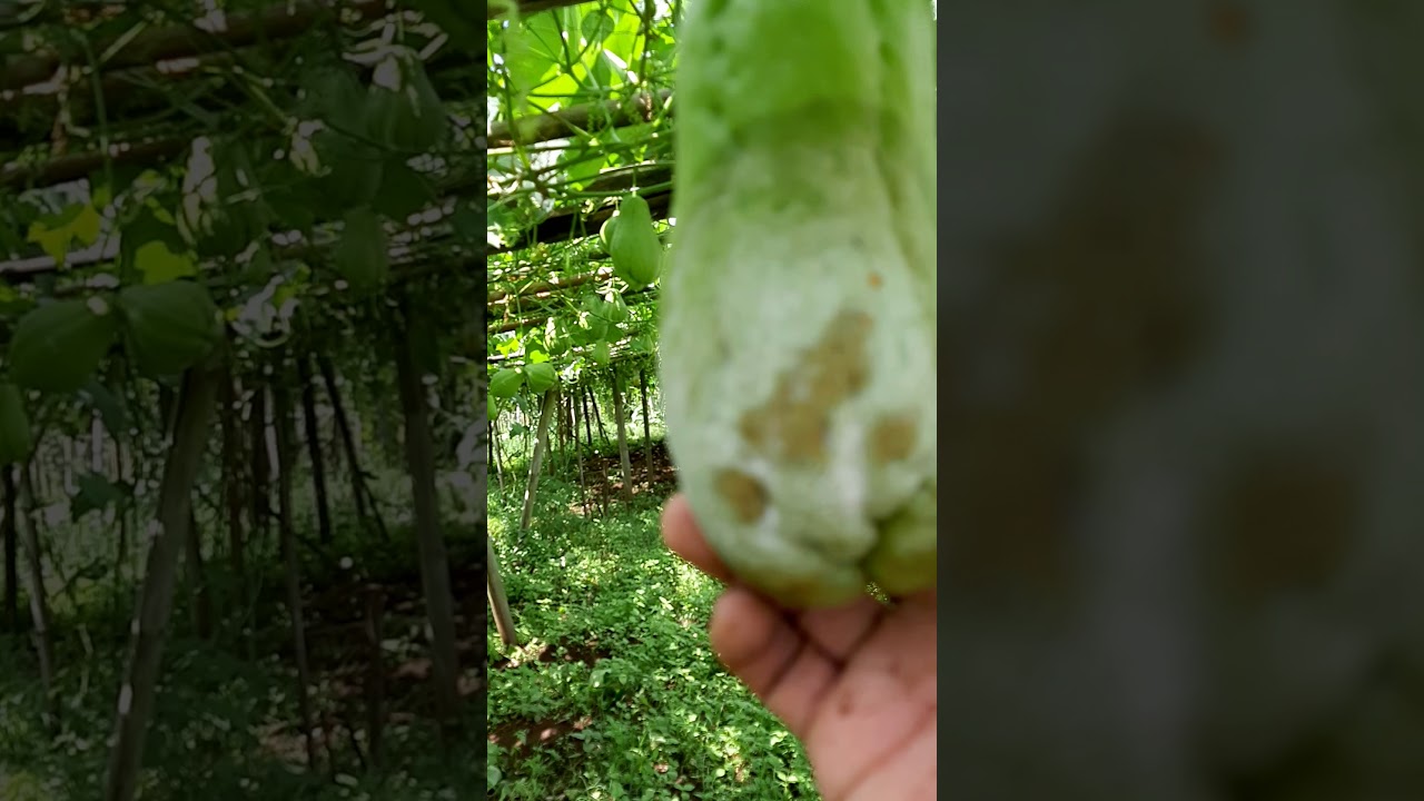 Cara mengatasi busuk buah pada Labu siam secara mudah dan murah - YouTube