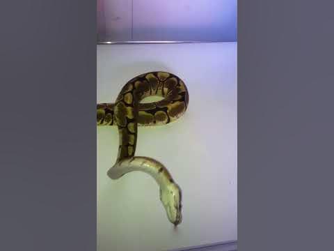 Spider ball python wobble - YouTube