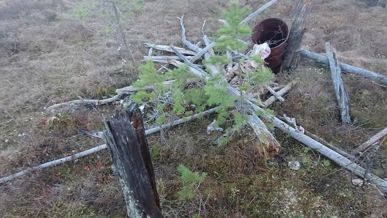 ОХОТА НА МЕДВЕДЯ! МЕДВЕДЬ ПРИШЕЛ, НО ЕСТЬ ОДНО НО.... - YouTube