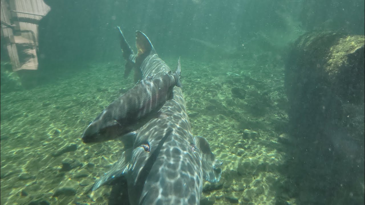 Bonneville Fish Hatchery Oregon - YouTube