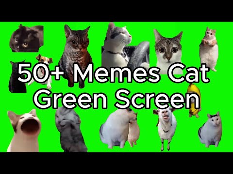 Cat Memes Green Screen || Crazy Kat Memes