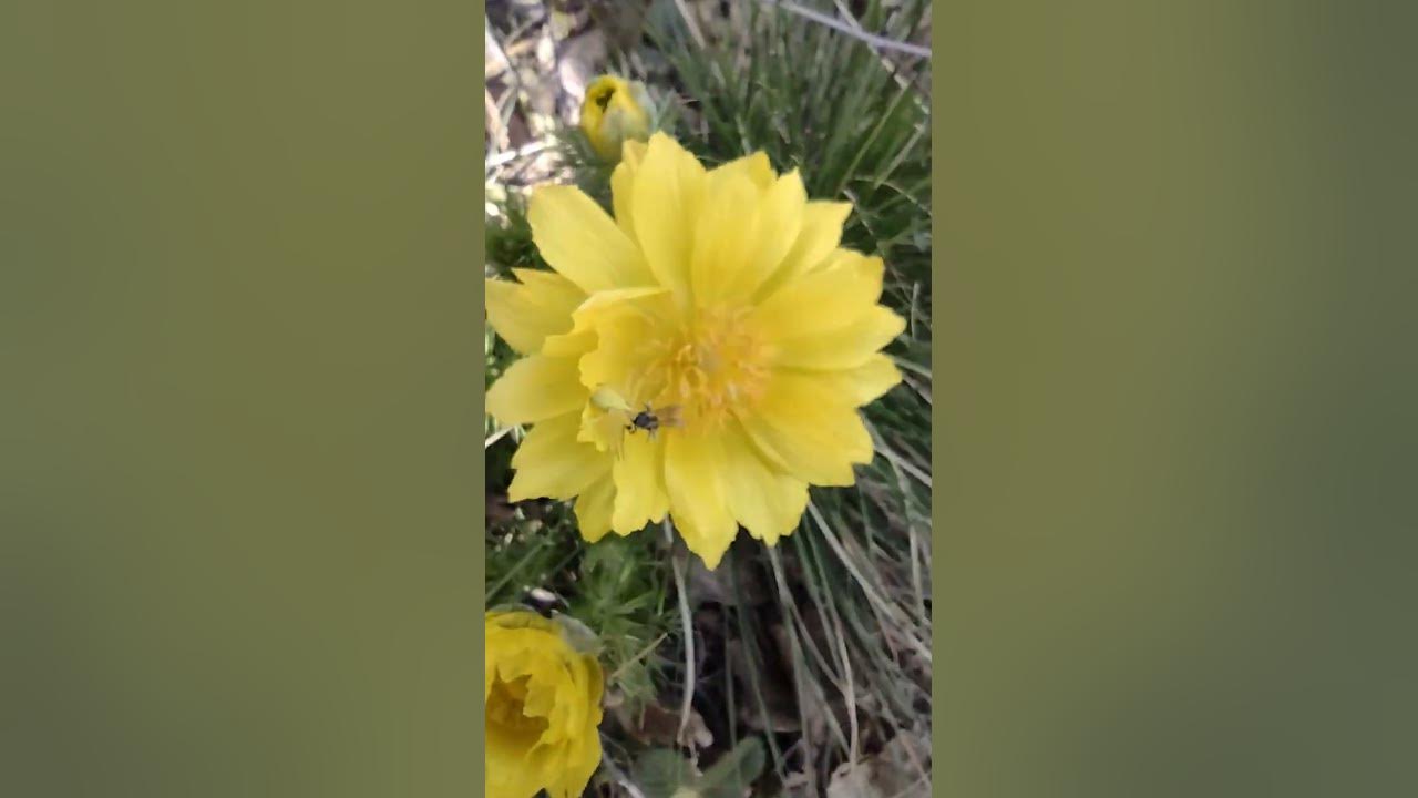 Стародубка - YouTube