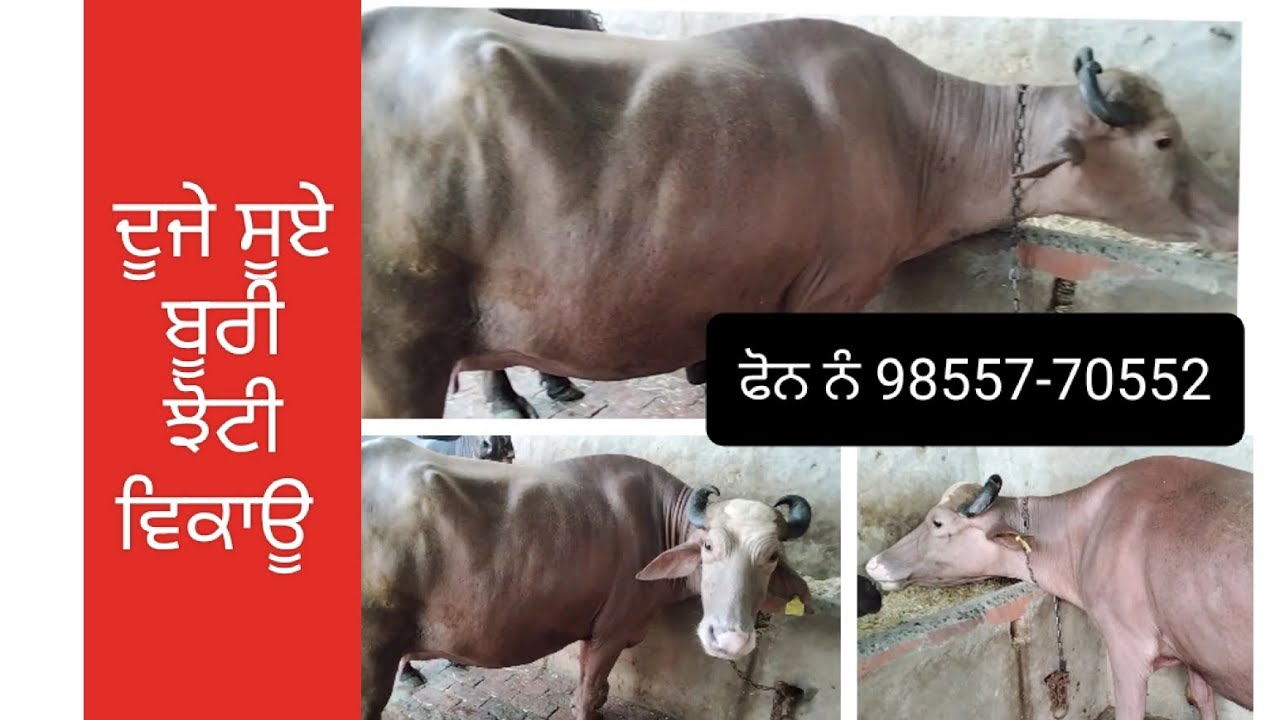 2nd lactation buffalo 🐃 far sale . Arya Bagha Purana dist Moga. # ...