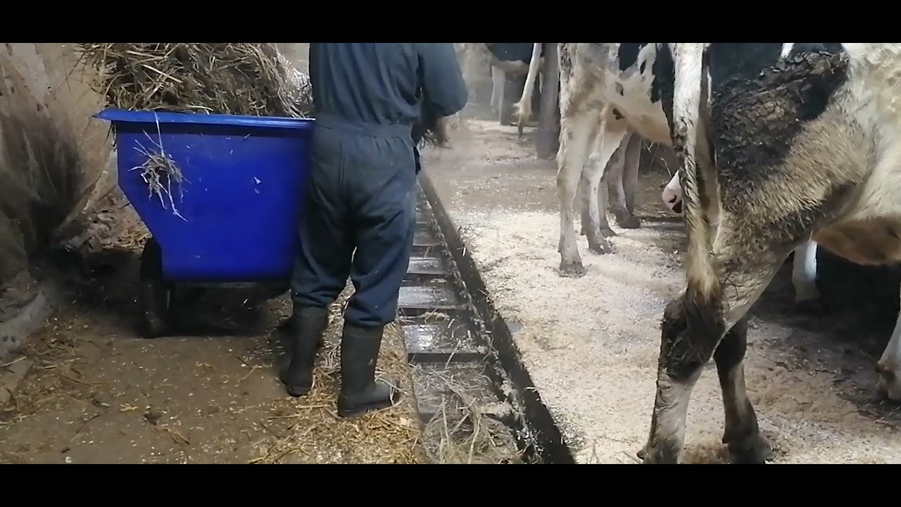 novillas primer parto ganado holisten 🐄🐄🐄🇨🇦 - YouTube