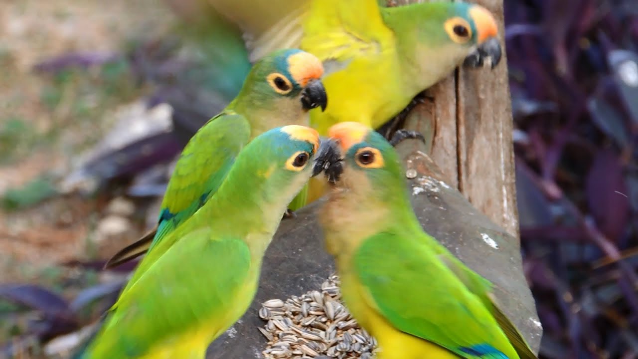 PEACH-FRONTED PARAKEET (EUPSITTULA AUREA), PERIQUITO REI, Jandaia ...