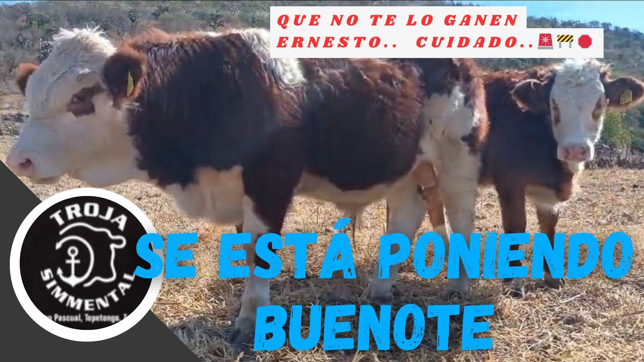 SE ESTÁ PONIENDO BIEN BUENOTE TORETE...#toros #torete #vaca #becerros ...