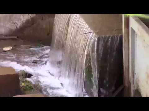 Caiv yaj thiab niam paj ntxuam tua phim nyuj vais ntu1 11/15/2019 - YouTube