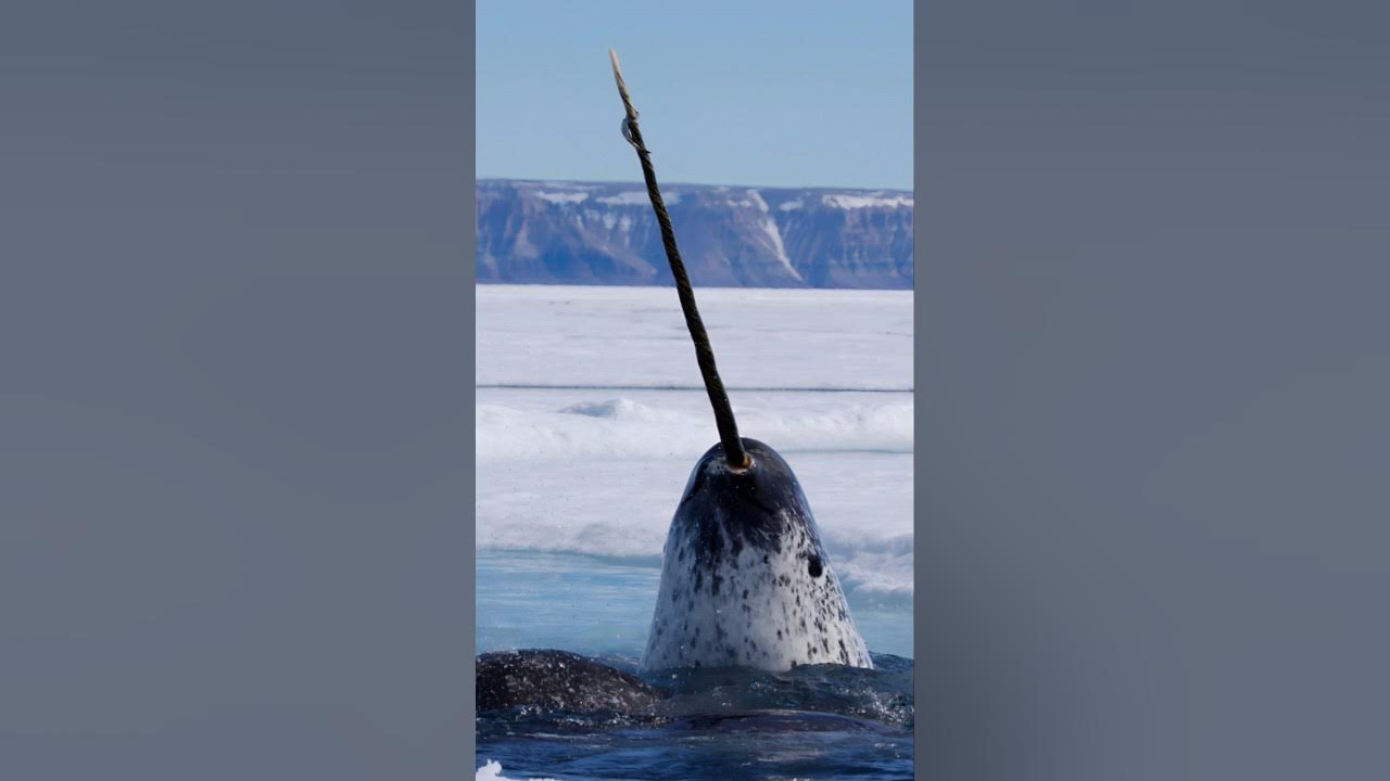 Dive into the Enigmatic World of Narwhals! 🐋 - YouTube