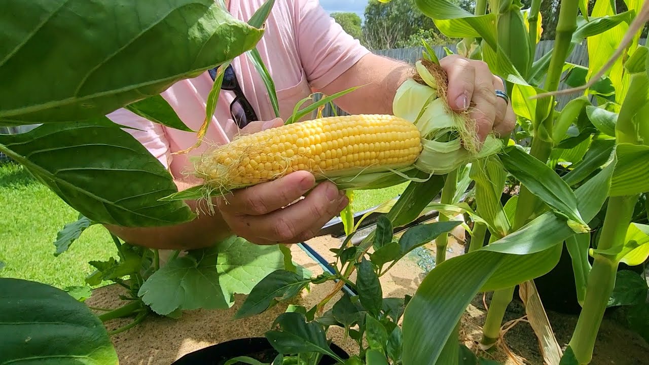 Aquaponics Sand Beds With Dual Root Zone Bags (Short Version) - YouTube