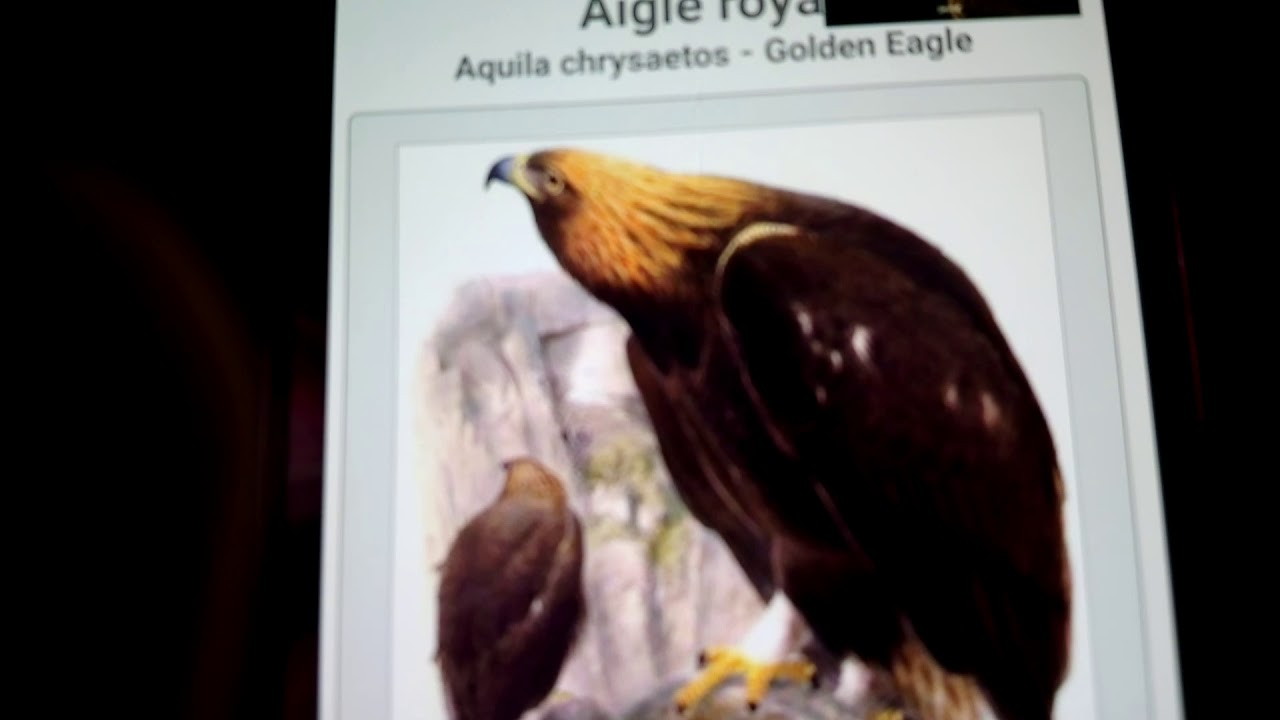 Bruit De L'aigle Royal / Golden Eagle Sound - YouTube