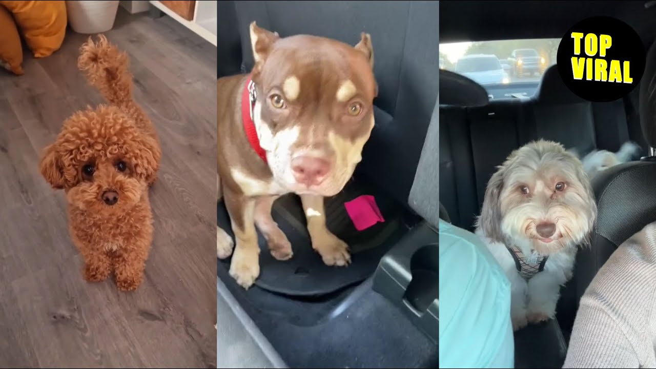 LOS MEJORES VIDEOS DE PERROS #13 - YouTube