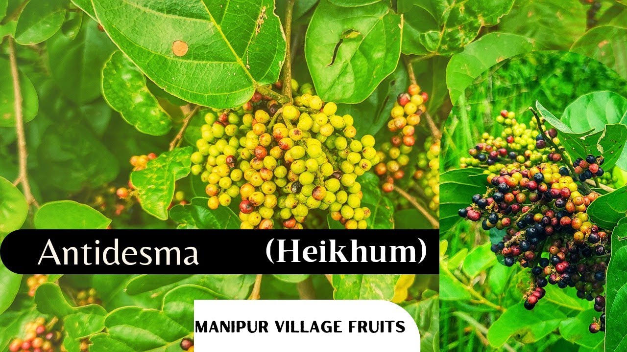 Antidesma fruit | Heikhum fruits in Manipur village | So testy 😋😋😋 ...