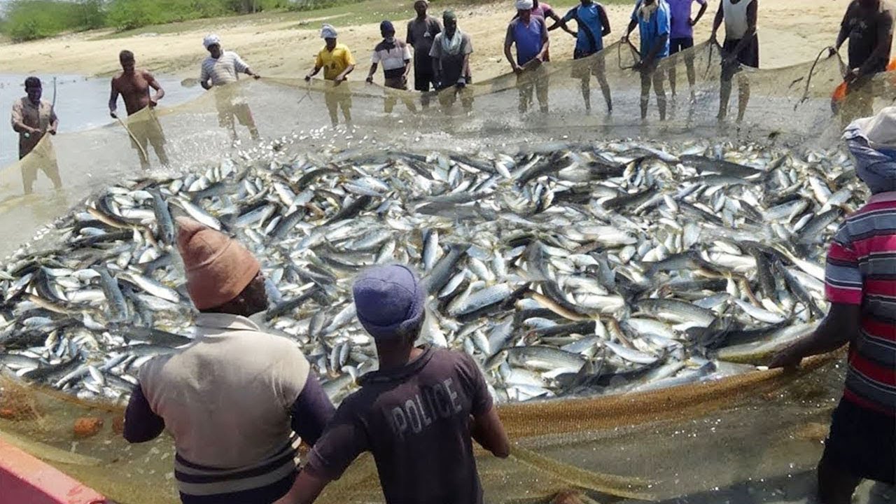Amazing Big Net Catch Hundreds Tons of Fish - Fastest Traditional ...
