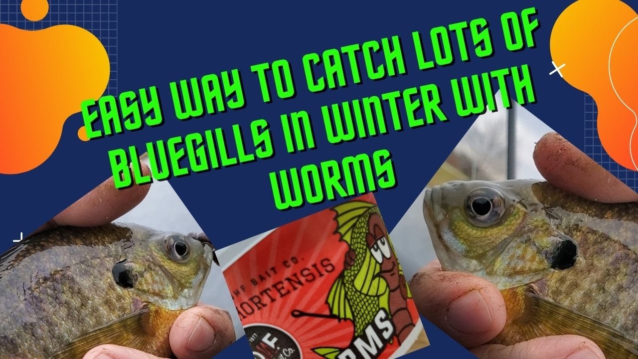 Catch Bluegills in Winter with a Simple Float Rig and Worms - YouTube